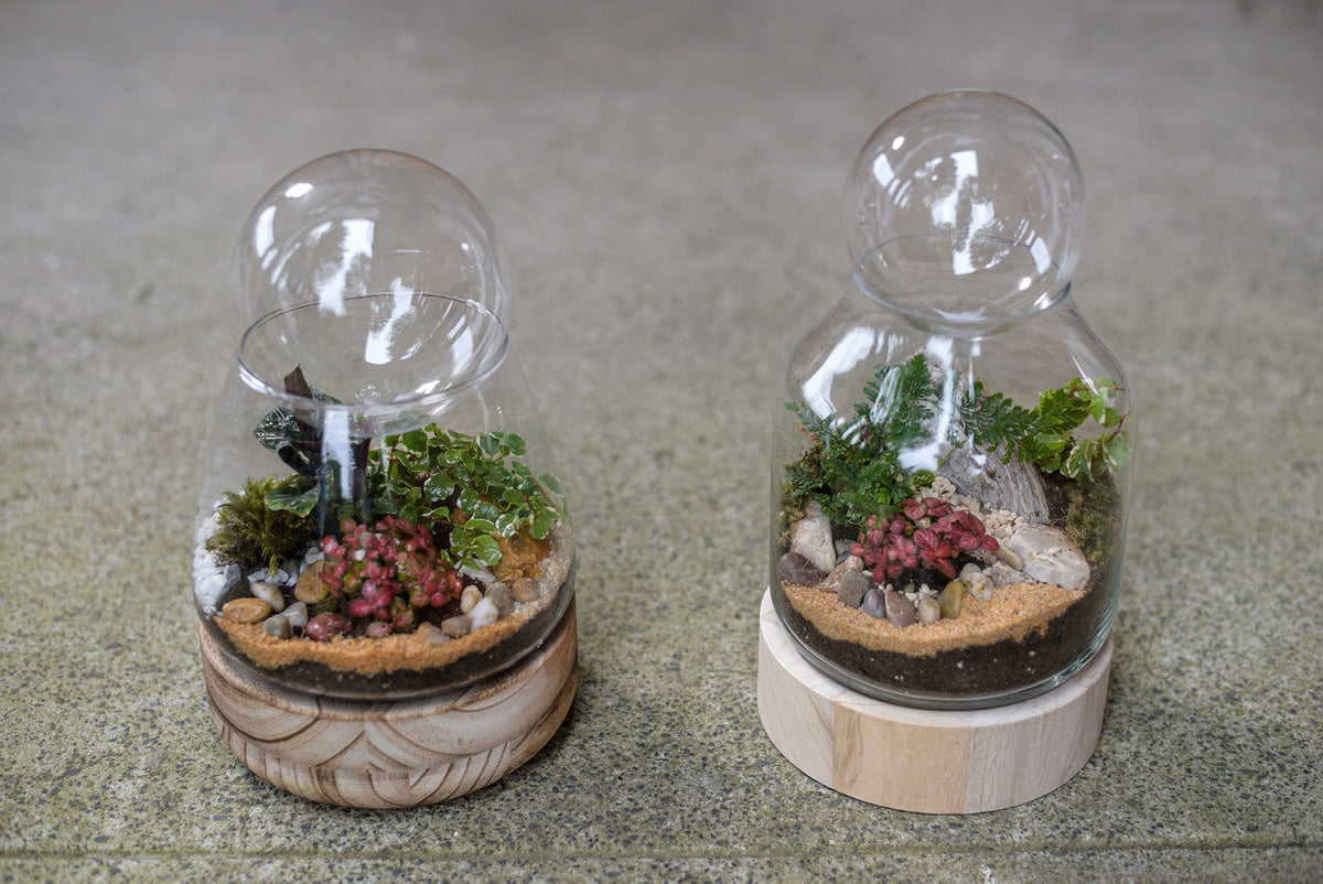 Forest Terrarium in Sydney – Lila’s Garden