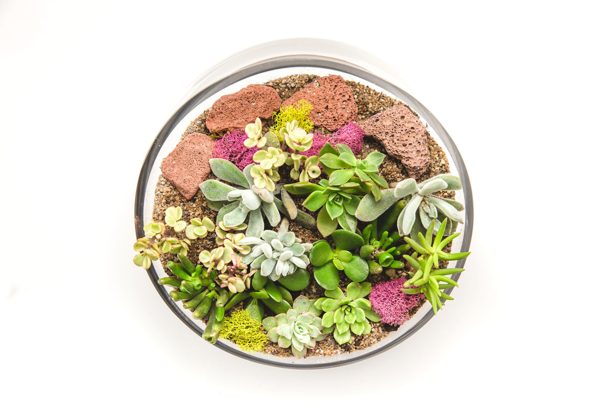 Buy Diagonal Cut Large Succulent in Sydney – Lila’s Garden