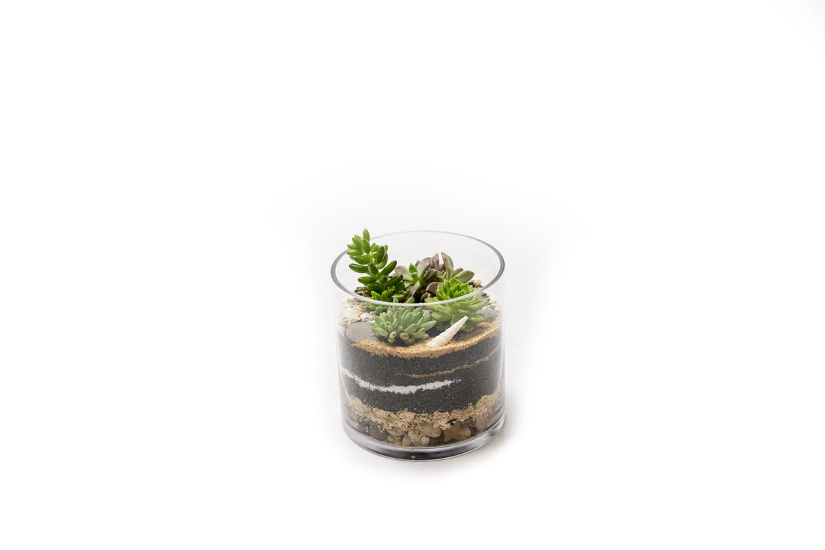 Buy Cylinder Succulent Terrarium in Sydney – Lila’s Garden